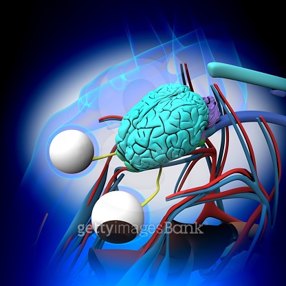 Horse Brain Anatomy - cross-section on blue background 이미지 (478612348 ...