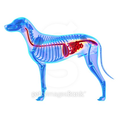 Dog Digestive System - Canis Lupus Familiaris Anatomy - isolated ...