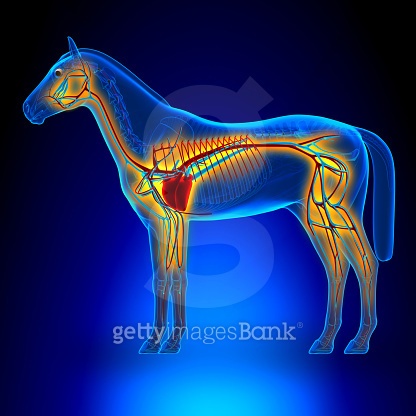 Horse Heart Circulatory System - Horse Equus Anatomy (478620466) - 게티이미지뱅크