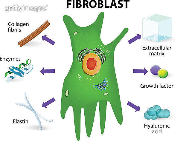 Fibroblast. Structure and function (536243755) - 게티이미지뱅크