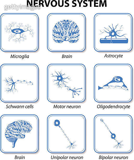 Nervous system. Set icons 이미지 (534865343) - 게티이미지뱅크