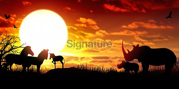 African Rhinos and zebras at the sunset wildlife scenery 이미지 (478532888 ...