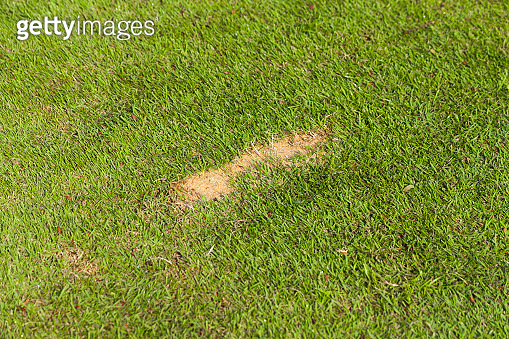 Fixed divot on golf fairway (527484465) - 게티이미지뱅크