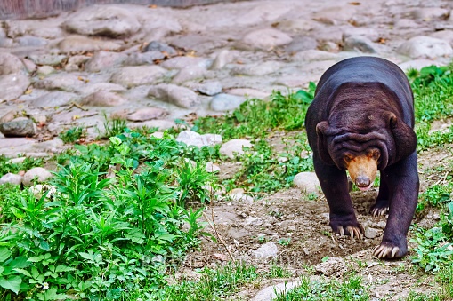 Malayan sun bear(smallest bear). 이미지 (492390234) - 게티이미지뱅크