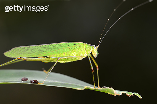 Green cricket close-up side view 이미지 (535847641) - 게티이미지뱅크