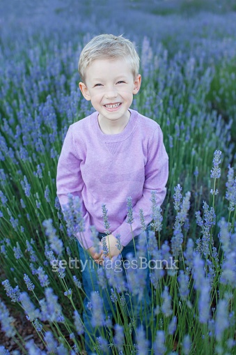 boy at lavender field 이미지 (497781518) - 게티이미지뱅크