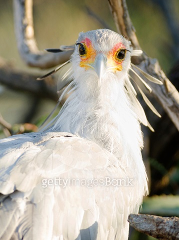 Secretary Bird Looks Back Large Raptor Animal Wildlife (538747489) - 게티 ...