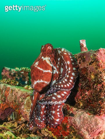 Octopus on an artificial reef during a plankton bloom 이미지 (537892293 ...