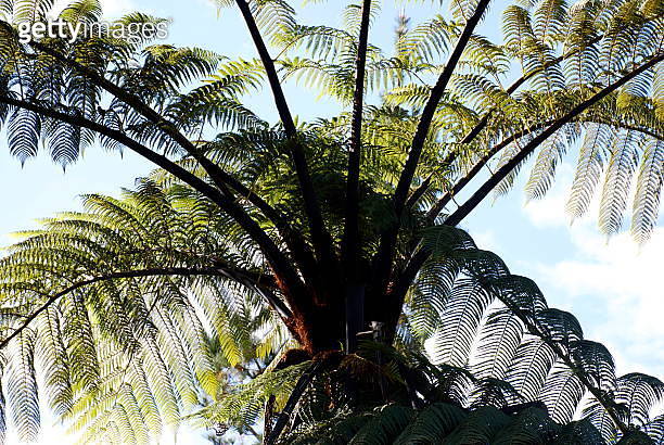 Punga Tree Fern Canopy, New Zealand 이미지 (501765534) - 게티이미지뱅크
