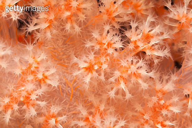 Soft Coral Dendronephthya sp., Pantar Strait and Island, Indonesia 이미지 ...