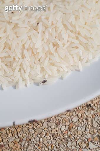 Lots of Rice Weevil Bugs Hiding in Rice, destroyed rice 이미지 (530580521 ...