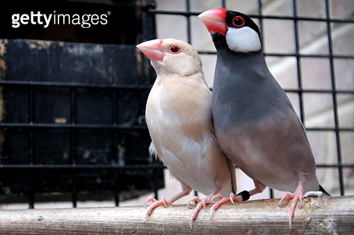 Close-up ringed Male Java Sparrow and Female Pair in aviary 이미지 ...