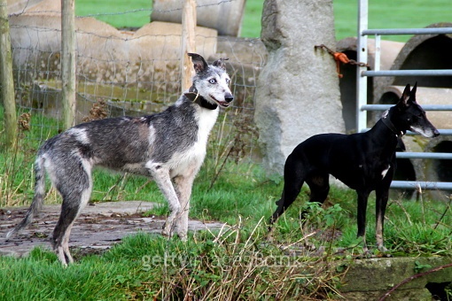 Blue merle rough coated lurcher with kelpie whippet hunting 이미지 ...
