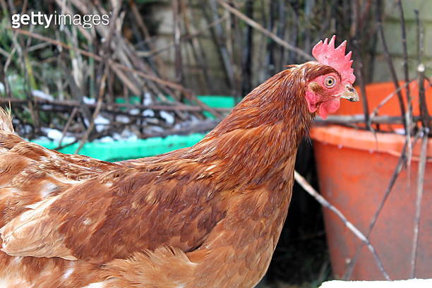 Macro ISA brown chicken /red hen in back garden, UK (533213317) - 게티이미지뱅크