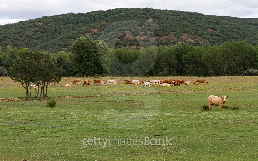 Landscape with Cows - Paisaje con Vacas 이미지 (475493698) - 게티이미지뱅크