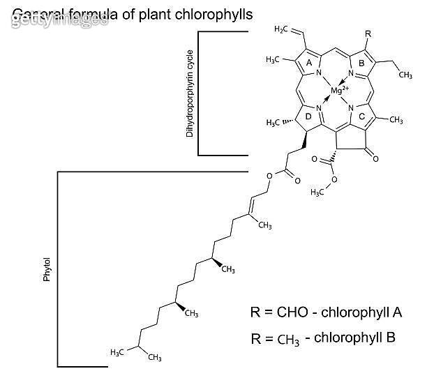 General structural chemical formula of plant chlorophyll molecules ...
