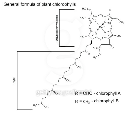 General structural chemical formula of plant chlorophyll molecules 이미지 ...