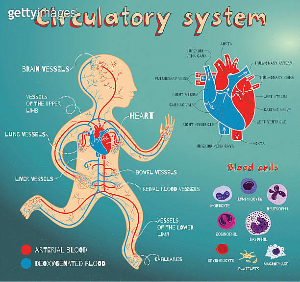 vector cartoon illustration of human circulatory system for kids 이미지 ...