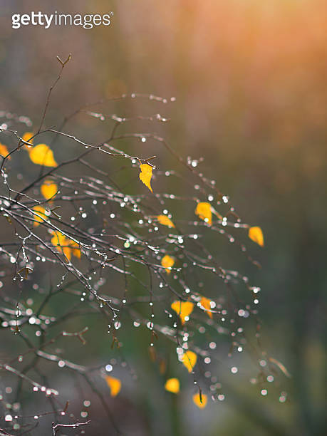 cold fall - rain drops on empty birch twigs 이미지 (626837218) - 게티이미지뱅크