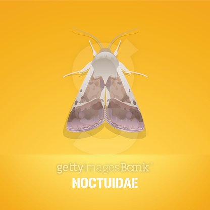 Realistic vector illustration of insect Noctuidae (common quaker moth ...