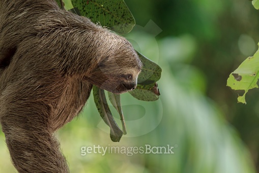 Sloth climbing tree in nature reserve in Brazil 이미지 (510396834) - 게티이미지뱅크