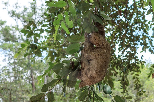 Sloth climbing tree in nature reserve in Brazil 이미지 (510397996) - 게티이미지뱅크