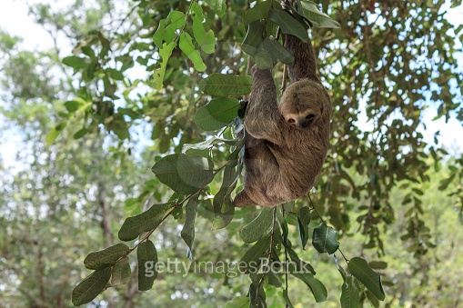 Sloth climbing tree in nature reserve in Brazil 이미지 (510398090) - 게티이미지뱅크