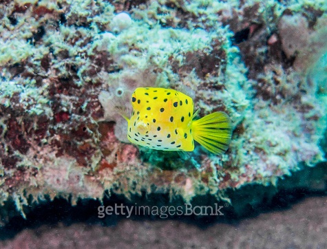 Yellow Spotted Boxfish, Ostracion cubicus 이미지 (540728298) - 게티이미지뱅크