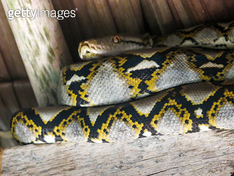 Reticulated Python (Pythonidae) Large Boa Constrictor Snake Reptile ...