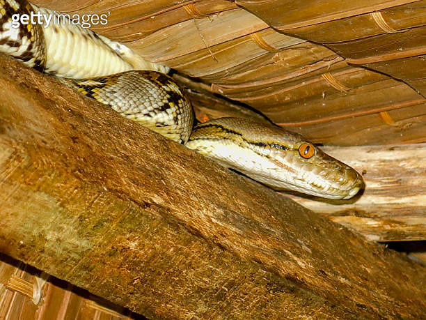 Reticulated Python (Pythonidae) Snake in Roof (542562374) - 게티이미지뱅크