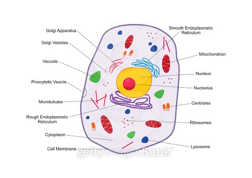Cross section Animal Cell structure detailed colorful anatomy with ...