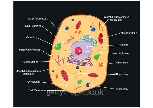 Cross section Animal Cell structure detailed colorful anatomy with ...