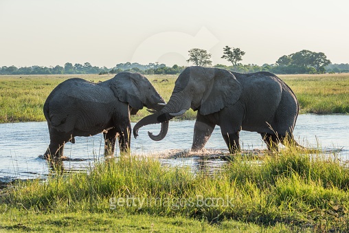Two elephants locking tusks in shallow river 이미지 (538341884) - 게티이미지뱅크