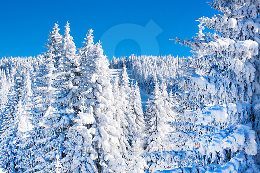 Vibrant winter vacation background with pine trees covered by heavy ...