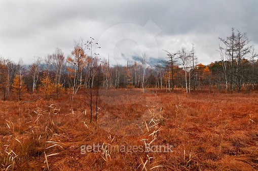 Senjogahara moor trail, Japanese landscape, fall season (505172938 ...