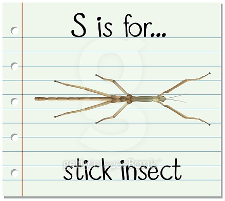 Flashcard letter S is for stick insect (537642536) 일러스트, 무료 일러스트 - 게티이미지뱅크