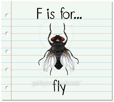 Flashcard letter F is for fly (533243420) 일러스트, 무료 일러스트 - 게티이미지뱅크