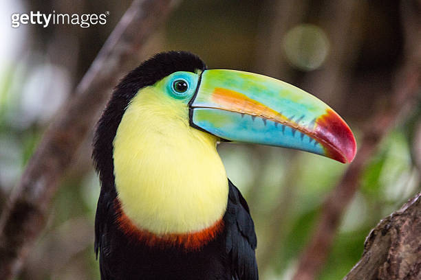Toucan sitting on a tree (636723602) - 게티이미지뱅크