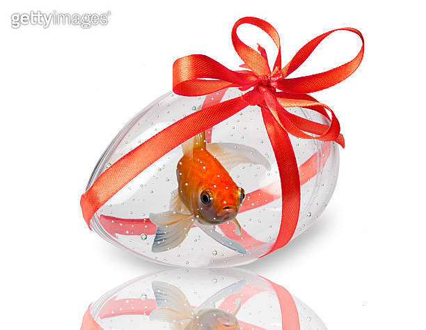 Transparent Easter Egg with a Red Fish 이미지 (506120578) - 게티이미지뱅크