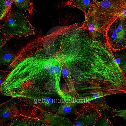 Skin cells labeled with fluorescent dyes 이미지 (578574546) - 게티이미지뱅크