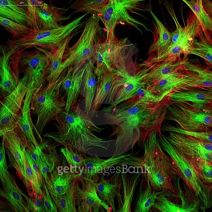 Skin cells 이미지 (509858724) - 게티이미지뱅크