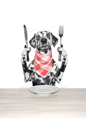 dog finished to eat and hold knife and fork 이미지 (540090862) - 게티이미지뱅크