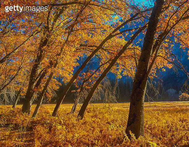 Backlit oak trees in Yosemite NP valley, CA 이미지 (592683676) - 게티이미지뱅크