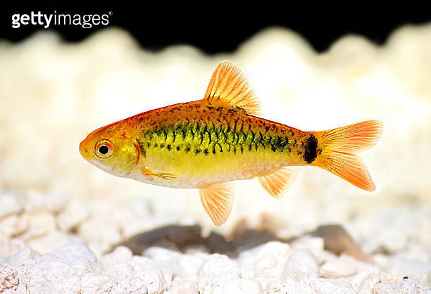 Gold barb Barbodes semifasciolatus Chinese barb tropical aquarium fish ...