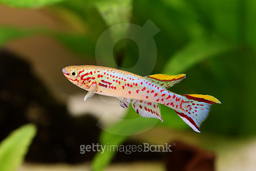 Blue Lyretail Killi Fish killifish Fundulopanchax gardneri Aquarium ...