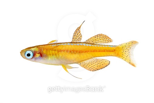 paskai paska's blue-eye rainbowfish - pseudomugil paskai aquarium fish ...