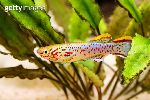 Blue Lyretail Killi Fish killifish Fundulopanchax gardneri Aquarium ...