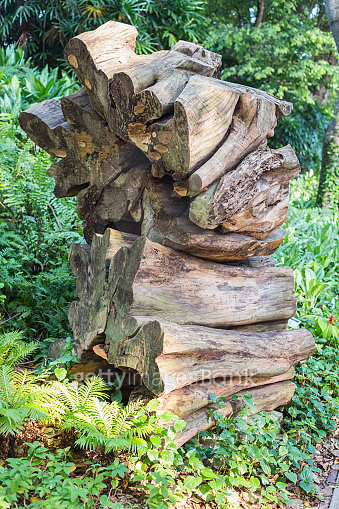 cutted tree shrunk 이미지 (598701800) - 게티이미지뱅크