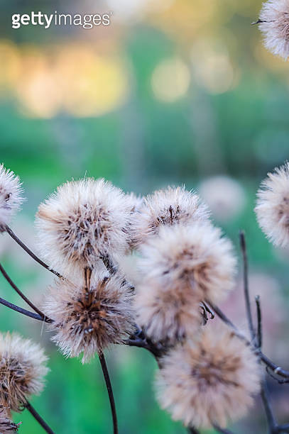Fluffy dry flowers (511866532) - 게티이미지뱅크