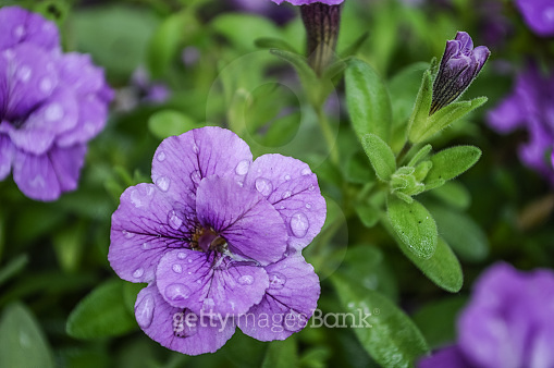 purple double calibrachoa - million bells flowers (588372442) - 게티이미지뱅크